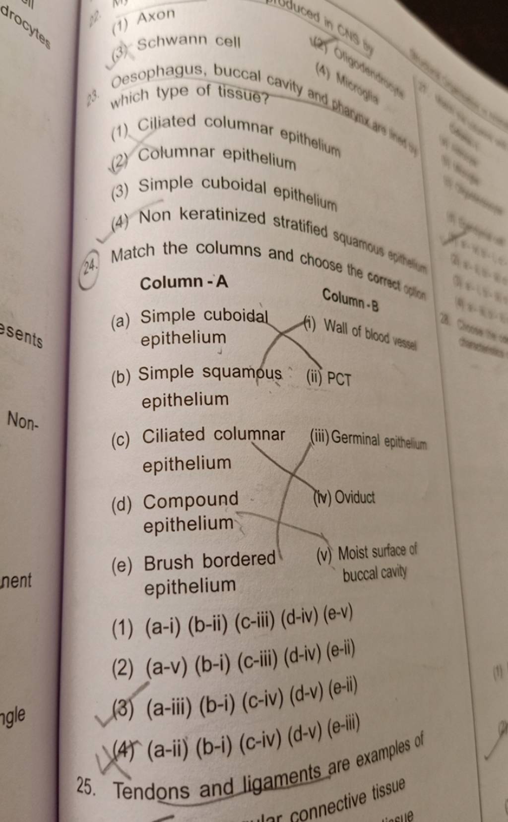 Match the columns and choose the cols Column −B epithelium (b) Simple squ..