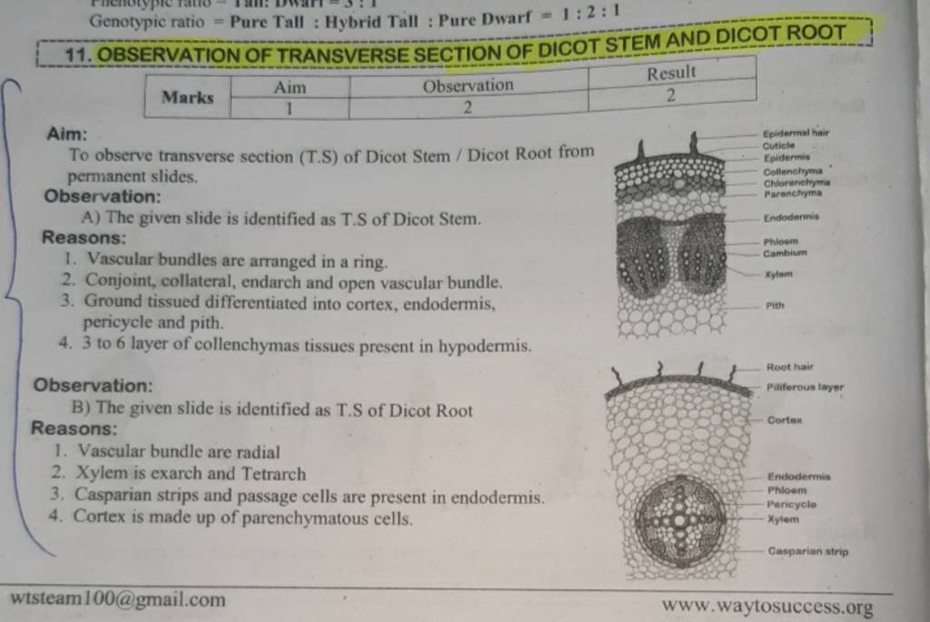 OBSERVATION OF TRANSVERSE SECTION OF DICOT STEM AND DICOT ROOT \multirow{..