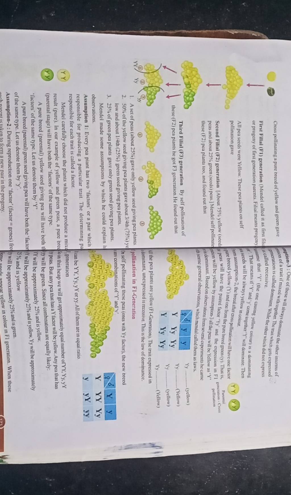 First Fillal (F1) generation (Mendel called it as first fili. 10 called r..