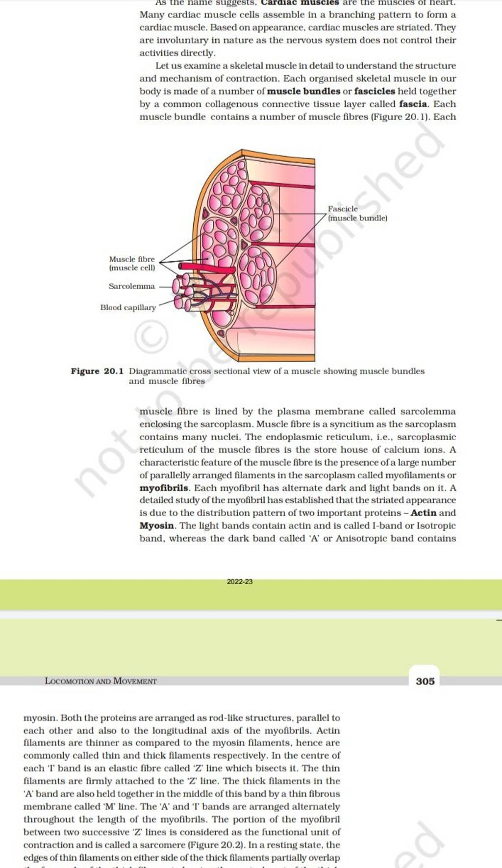Many cardiac muscle cells assemble in a branching pattern to form a cardi..