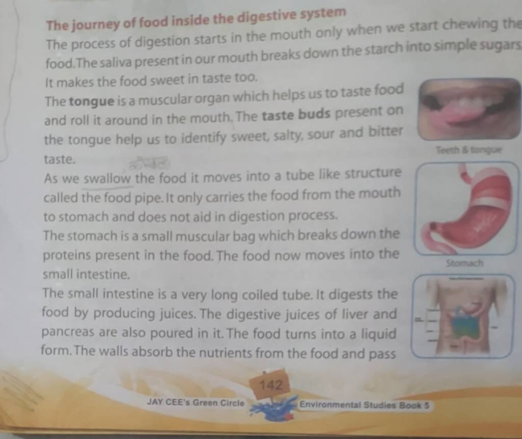The journey of food inside the digestive system The process of digestion