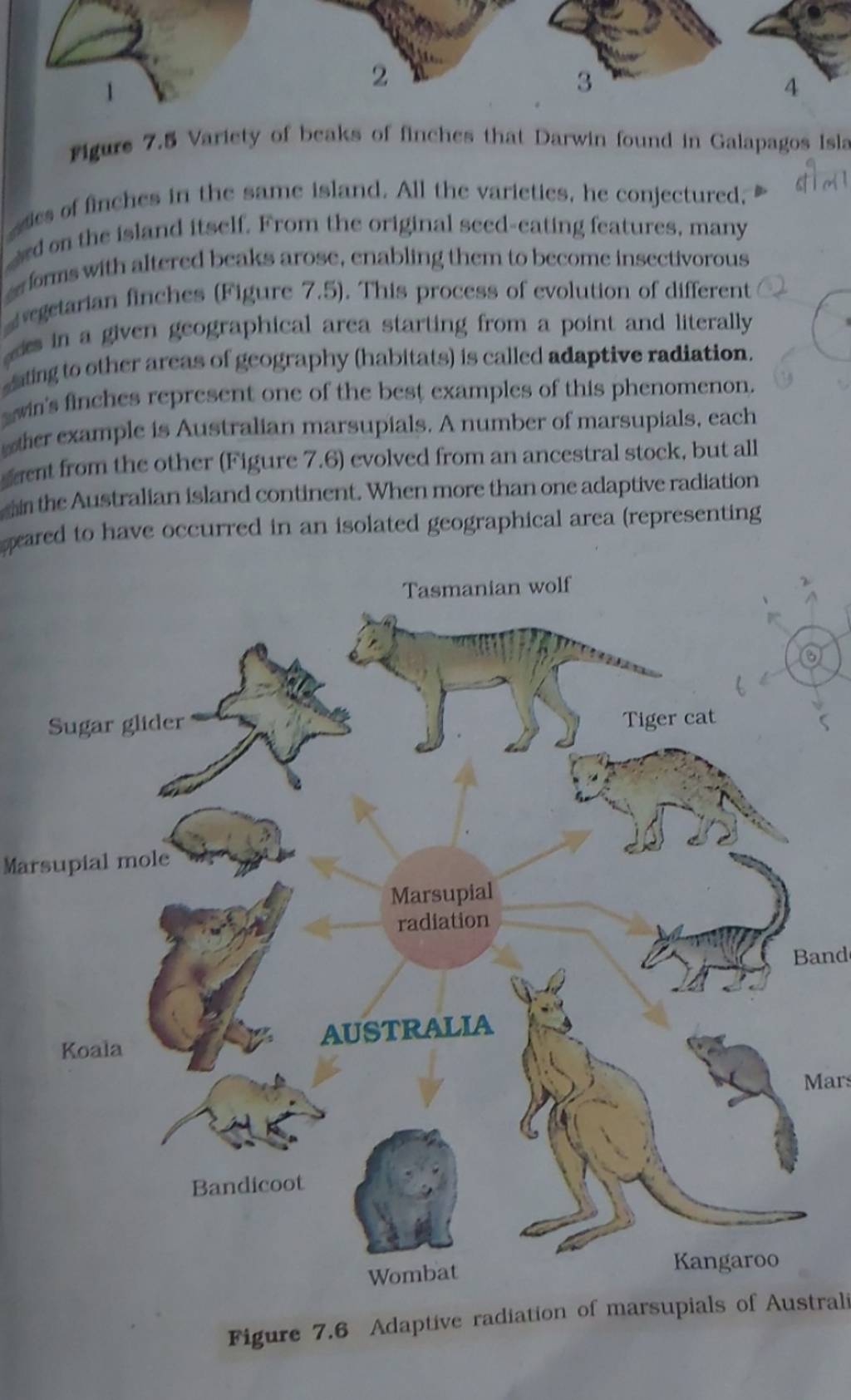 Figure 7.5 Variety of beaks of finches that Darwin found in Galapagos Isl..