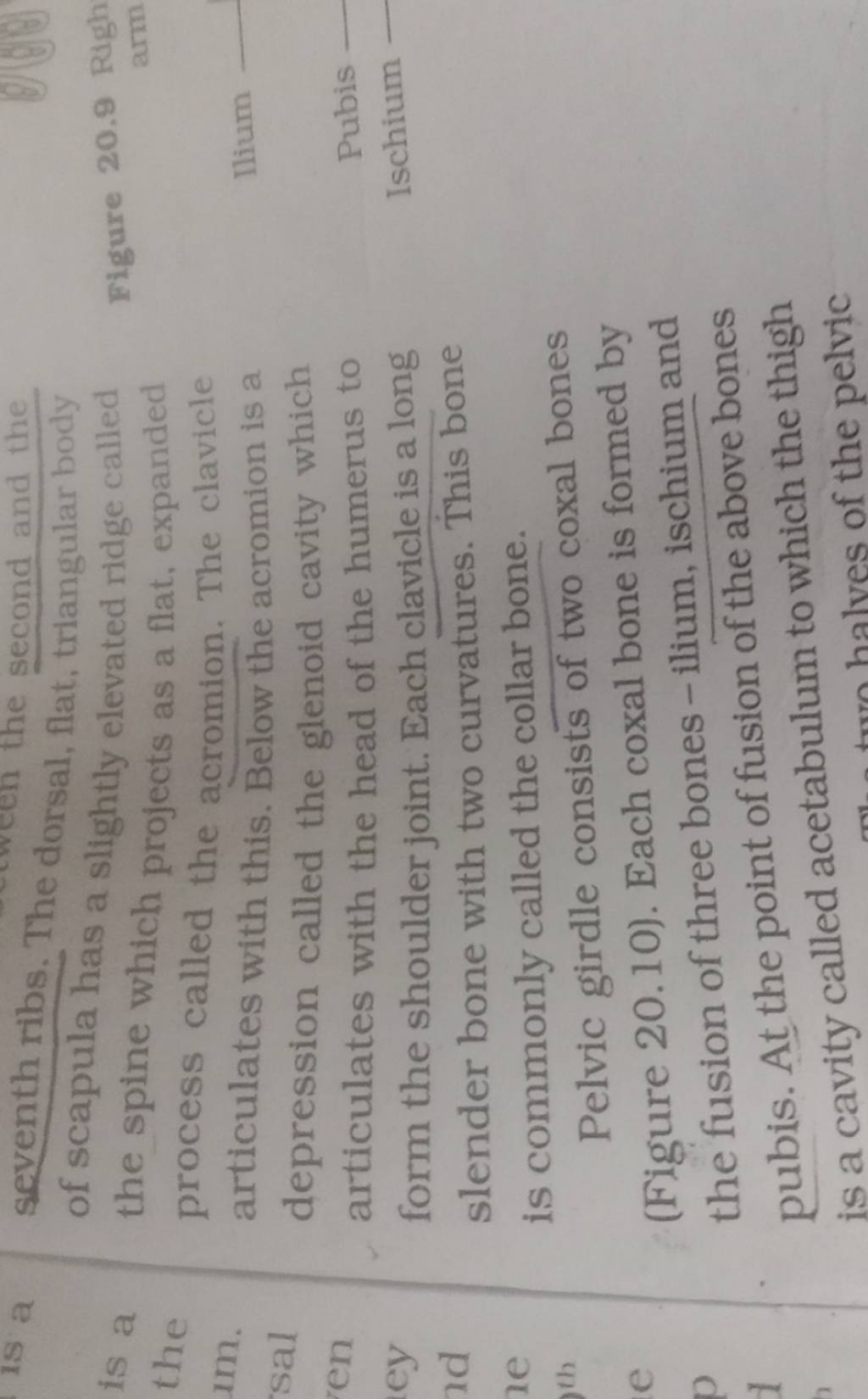 he dorsal, flat, triangular body the spine has a slightly elevated ridge