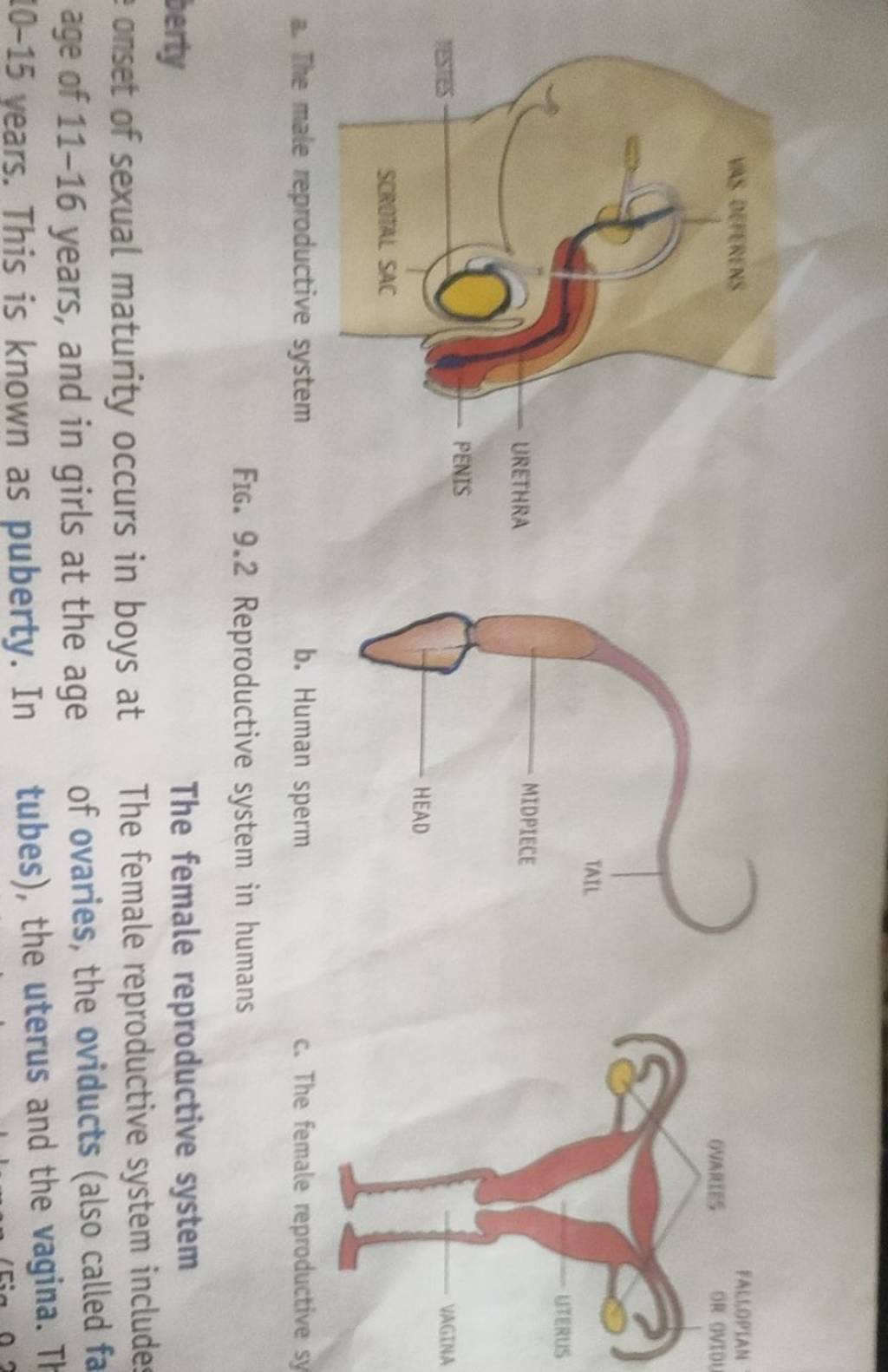 A The Male Reproductive System B Human Sperm C The Female Reproductive