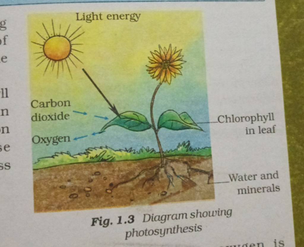 Light energy Carbon dioxide Chlorophyll in leaf Water and minerals Fig. 1..