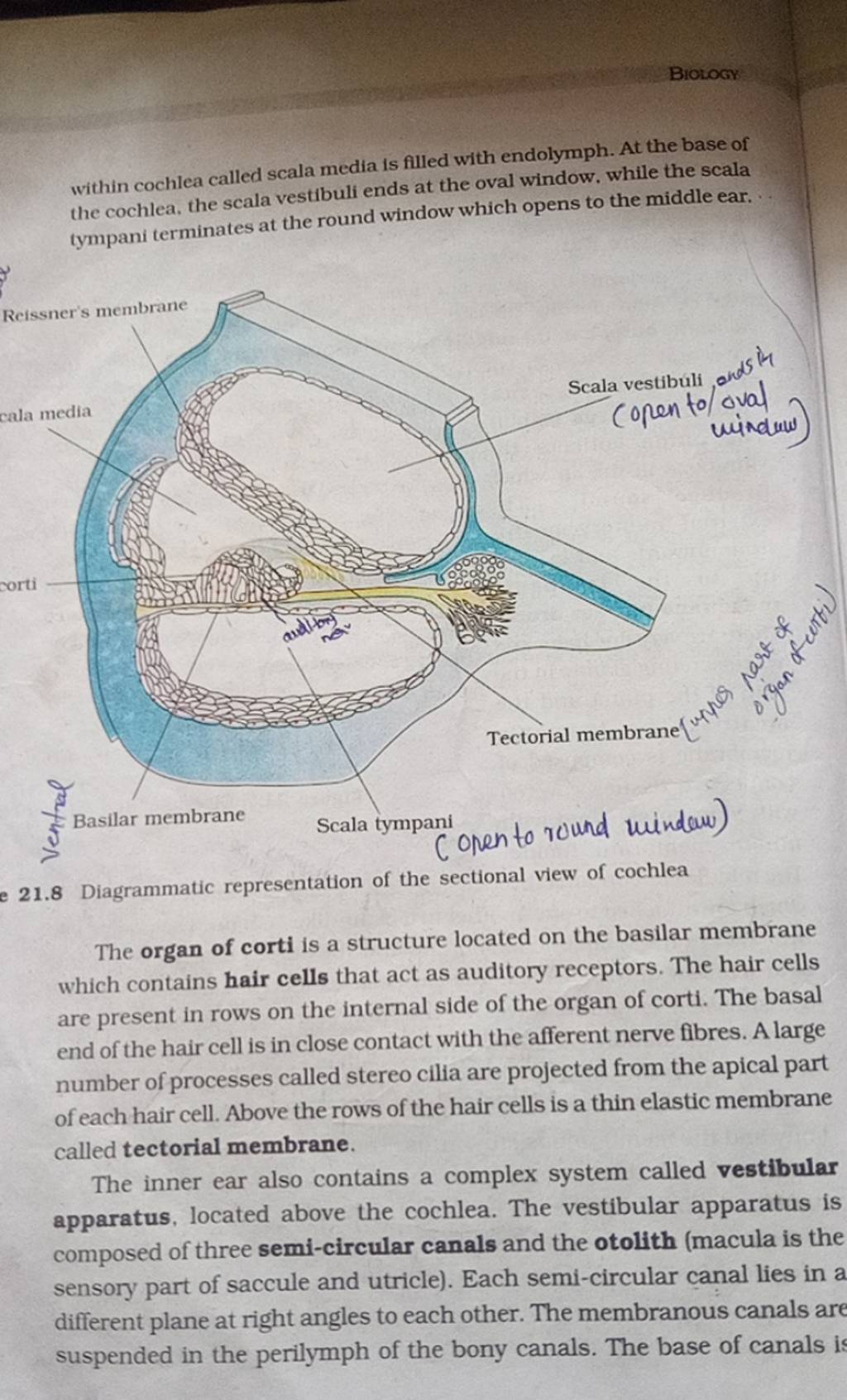 within cochlea called scala media is filled with endolymph. At the base o..