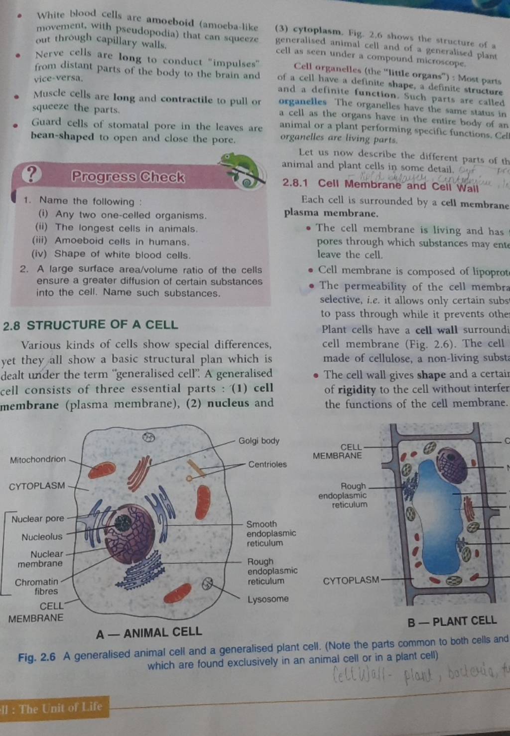 - White blood cells are amoeboid (amoeba-like (3) cytoplasm. Fig. 2.6 sho..