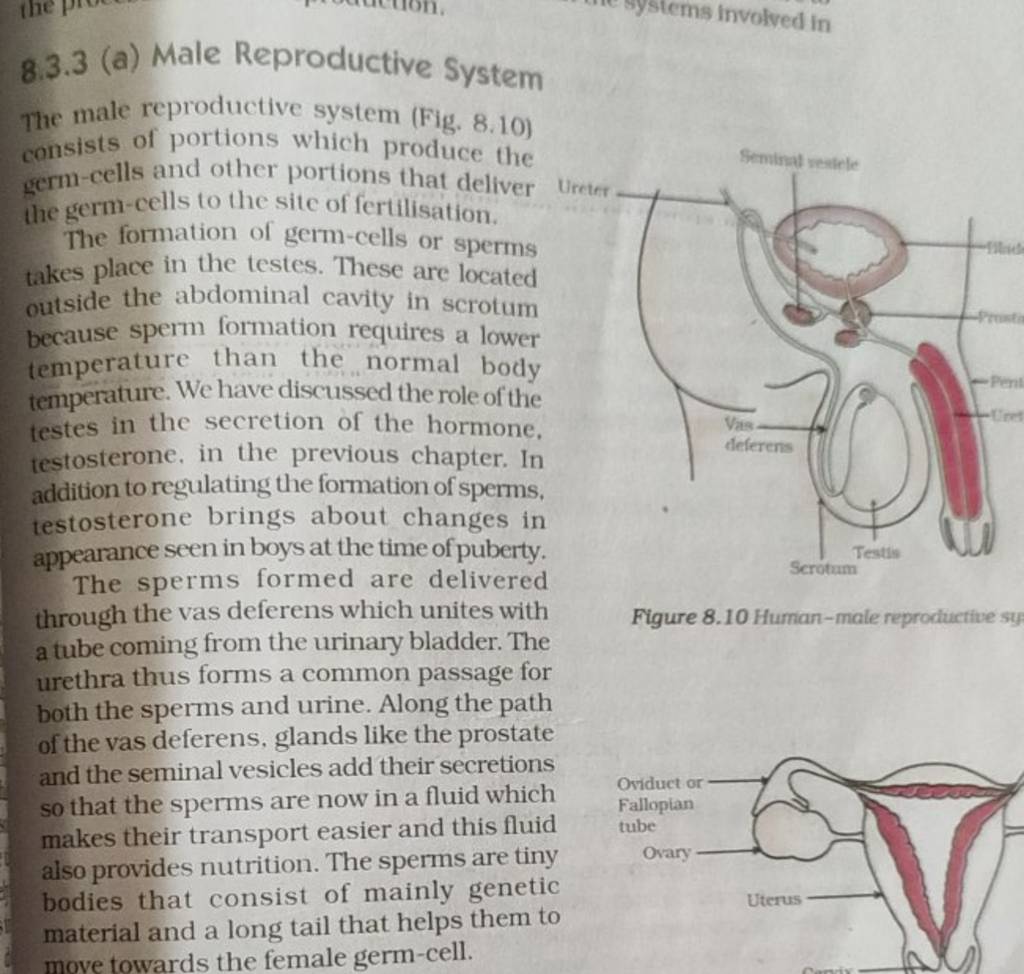 8.3.3 (a) Male Reproductive System The male reproductive system (Fig. 8.1..
