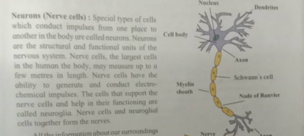 Neurons (Nerve cells) : Special types of cells which conduct impulses fro.. Neurons (Nerve cells) : Special types of cells which conduct impulses fro..