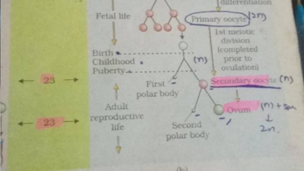 23 Fetal life Birth. Childhood. Puberty... First polar body Adult 23 repr..