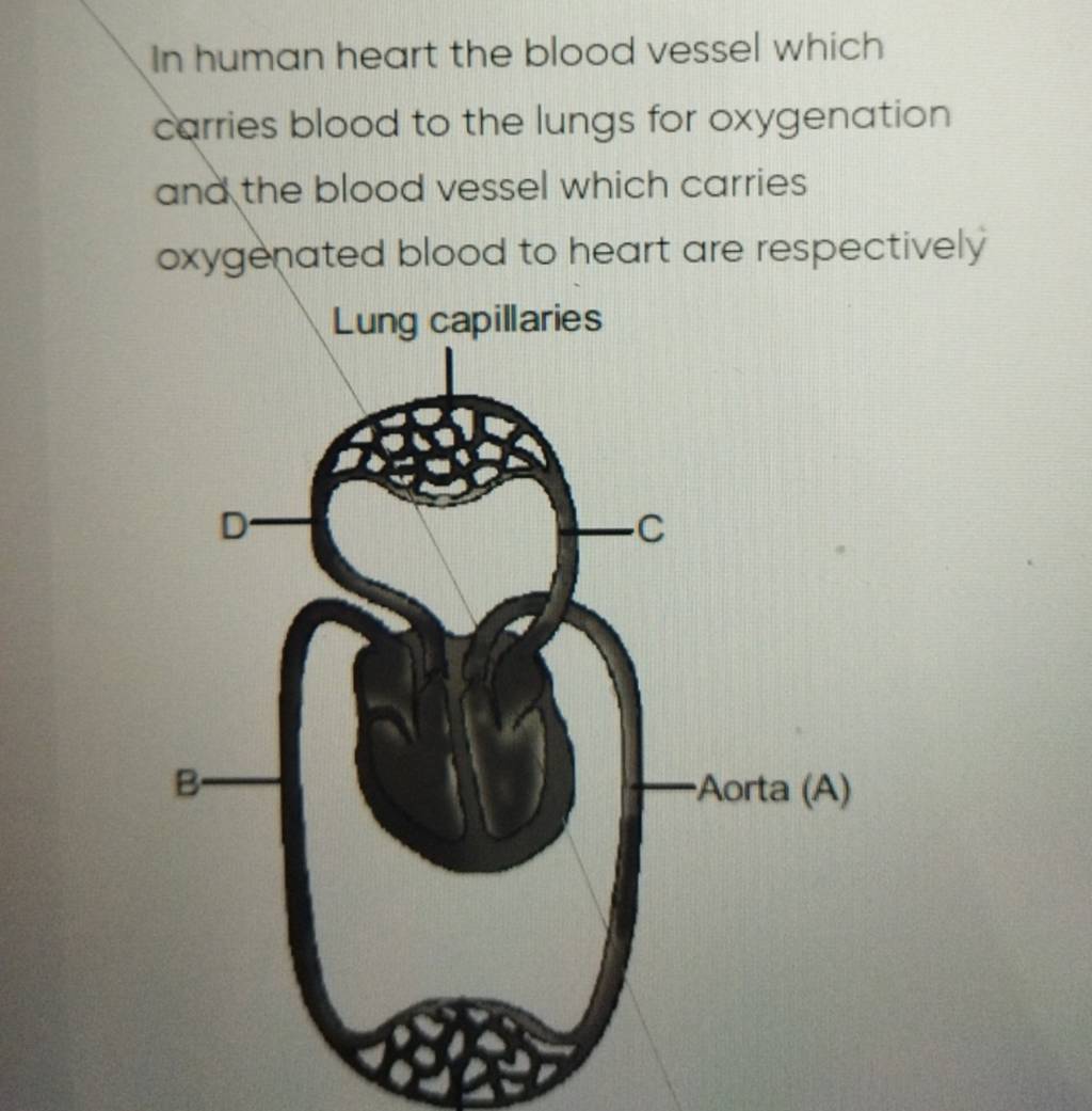 In human heart the blood vessel which carries blood to the lungs for oxyg..