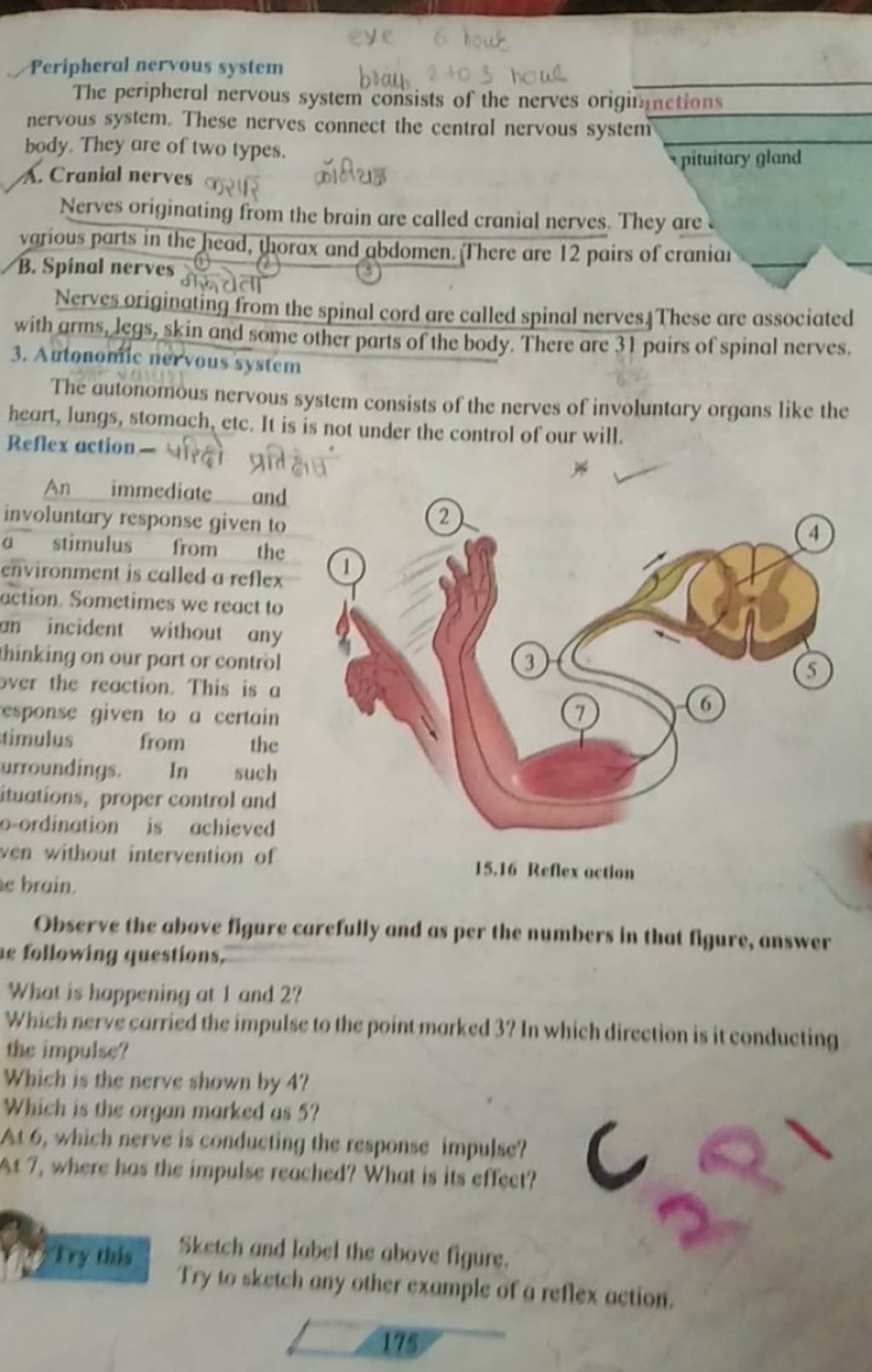 Peripheral nervous system The peripheral nervous system consists of the n..