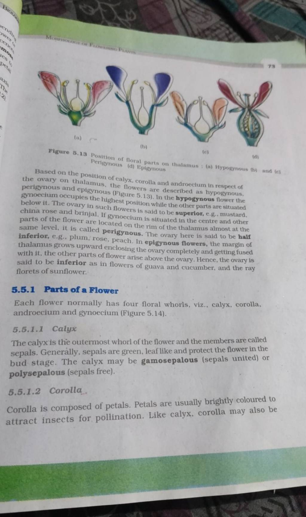 (a) perigynous and epigynous (Figure 5.13). In the hypogynous flower the