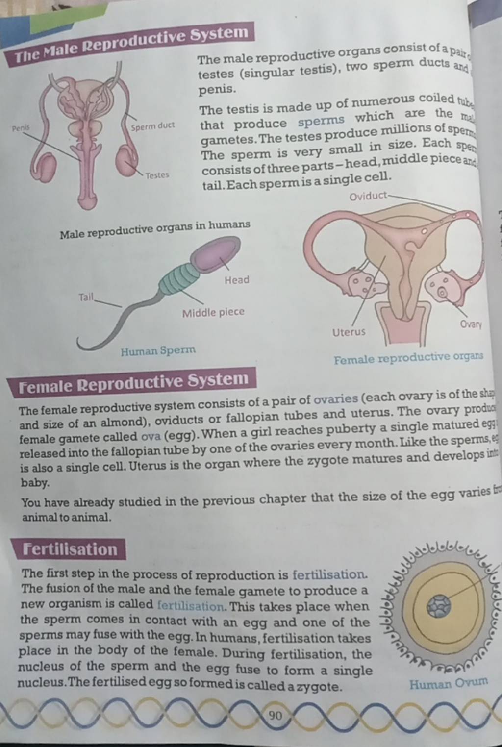 The Male Reproductive System The male reproductive organs consist of a pa..
