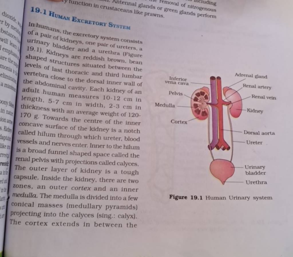 EXCRETORY SYSTEM of a pair of the excretory system consists urinary bladd..