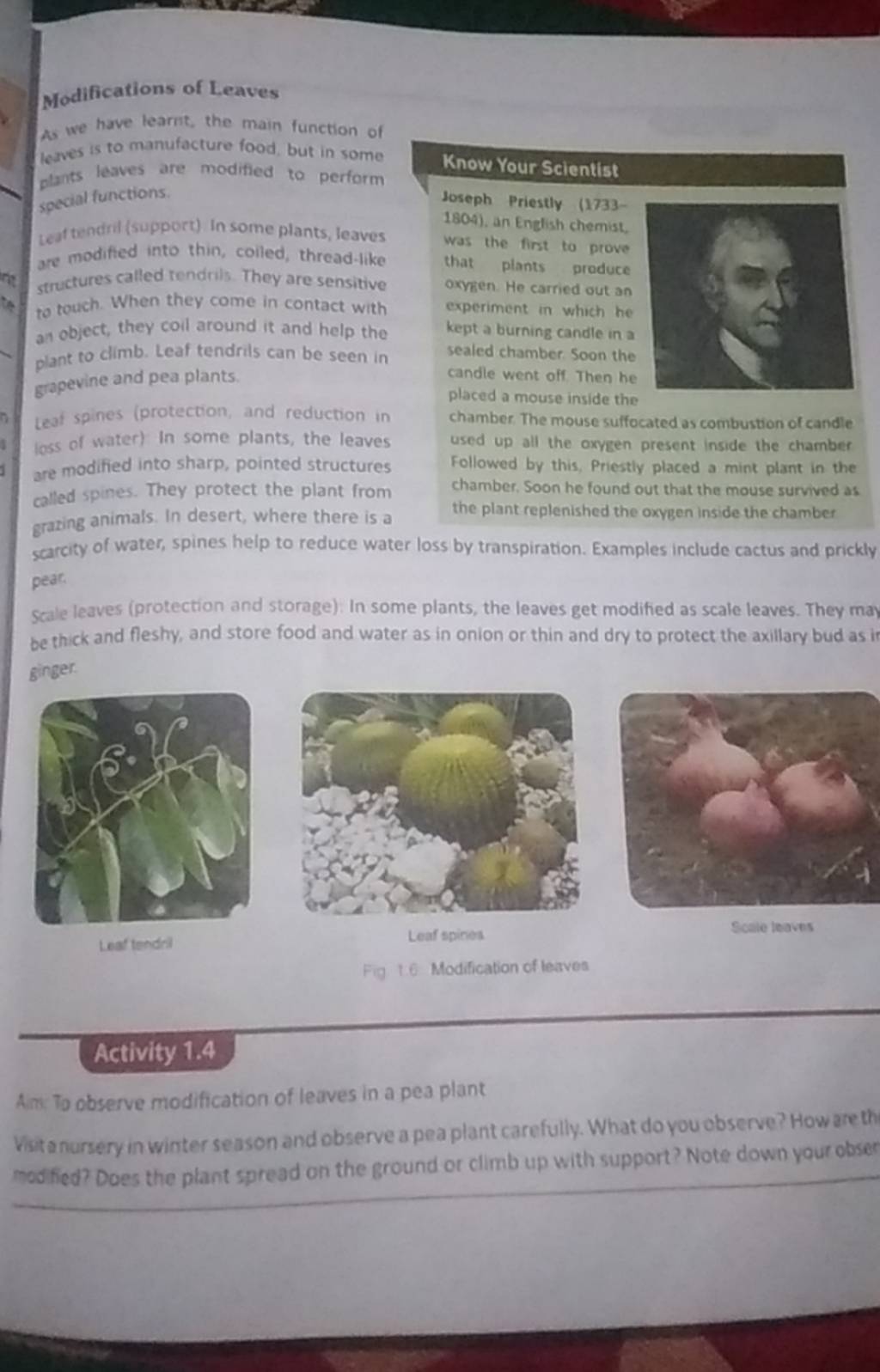 5 Modifications Of Leaves As We Have Learnt The Main Function Of Leaves