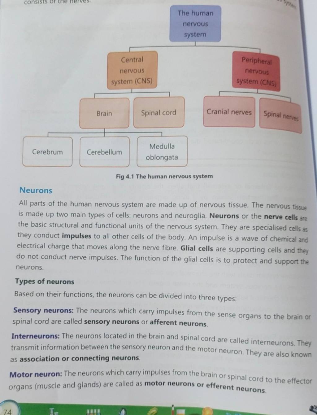 The human nervous system Fig 4.1 The human nervous system Neurons All par..