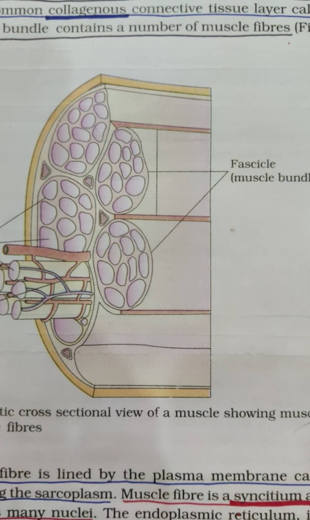 mmon collagenous connective tissue layer cal bundle contains a number of