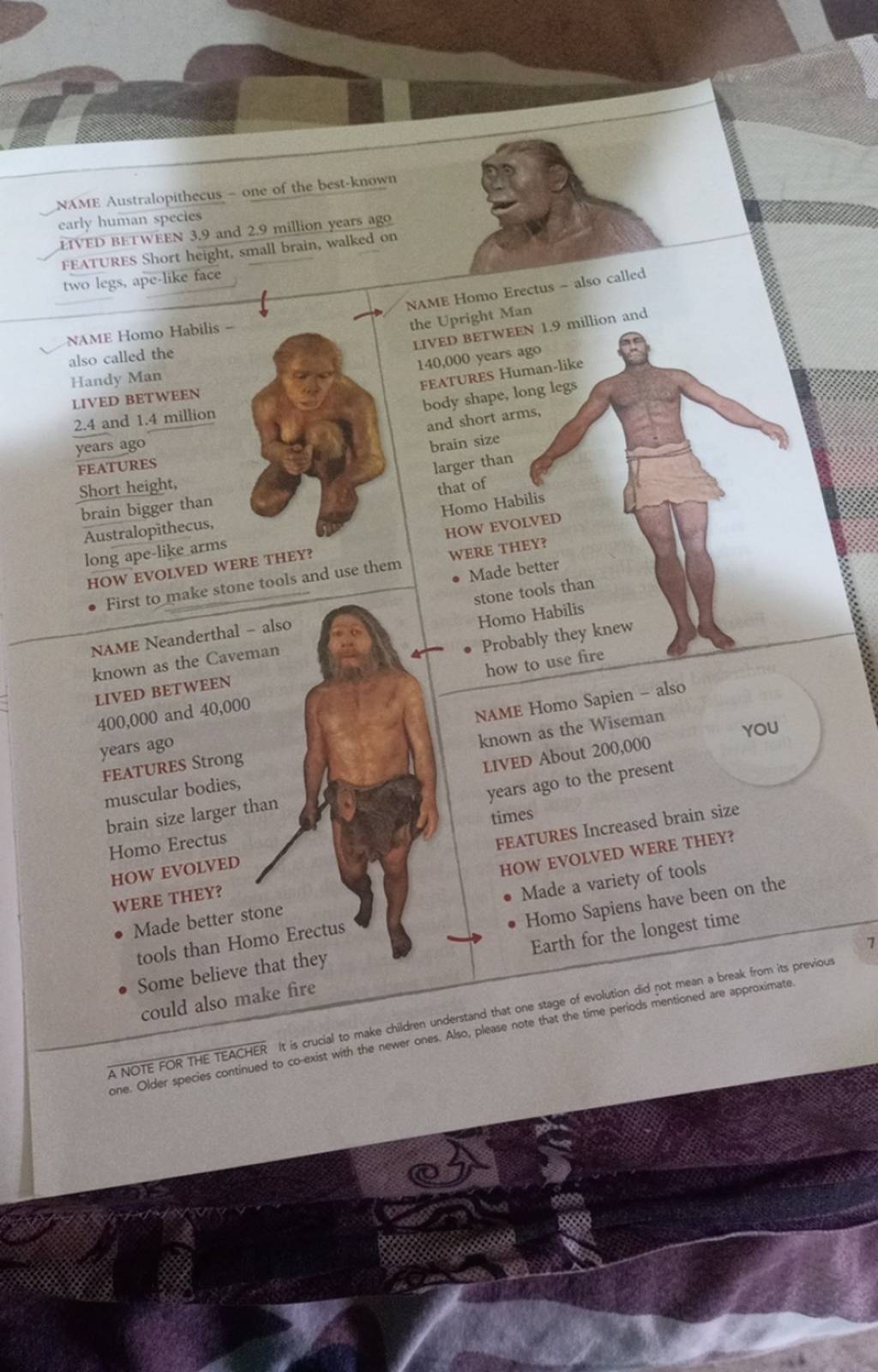 NAME Australopithecus - one of the best-known early human species LIVED B..