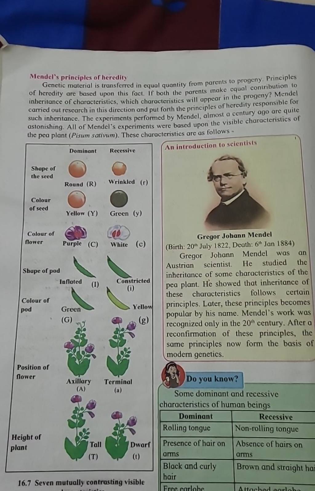 Mendel's principles of heredity Genetic material is transferred in equal