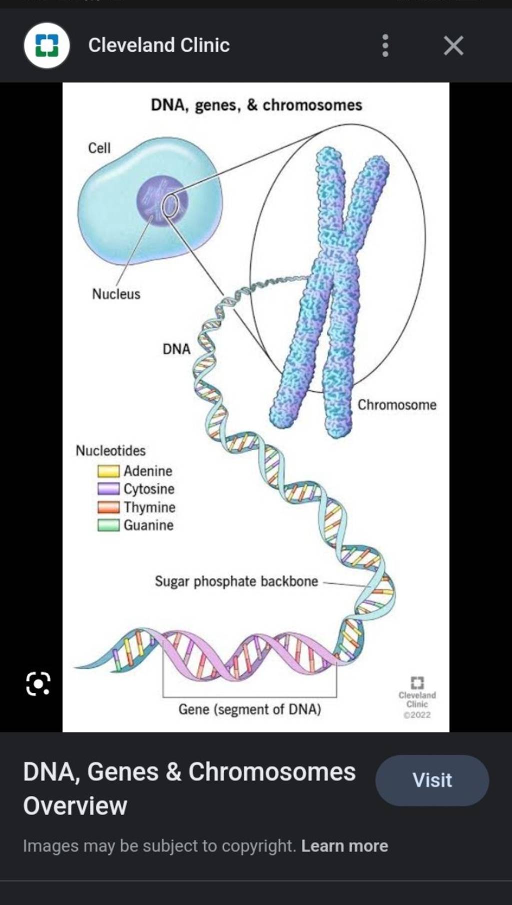 Cleveland Clinic DNA, genes, \& chromosomes DNA, Genes \& Chromosomes Vis..
