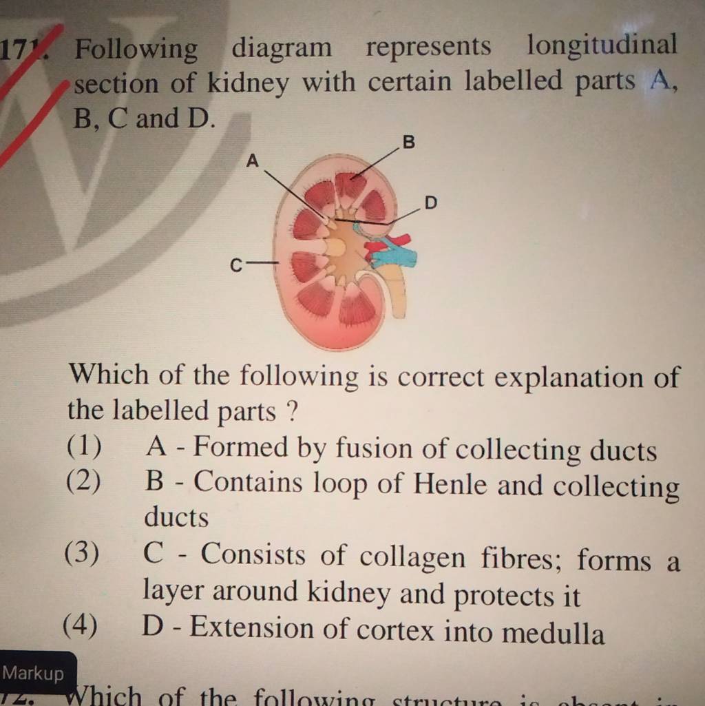 Following diagram represents longitudinal section of kidney with certain