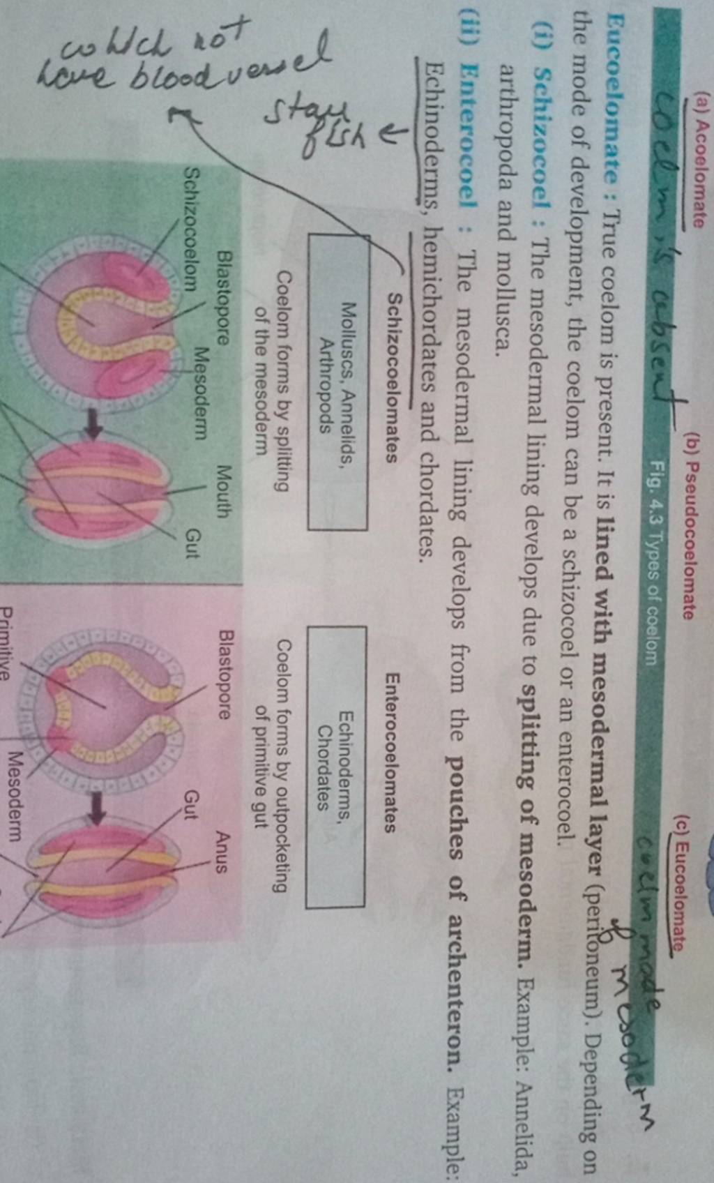 Eucoelomate : True coelom is present. It is lined with mesodermal layer