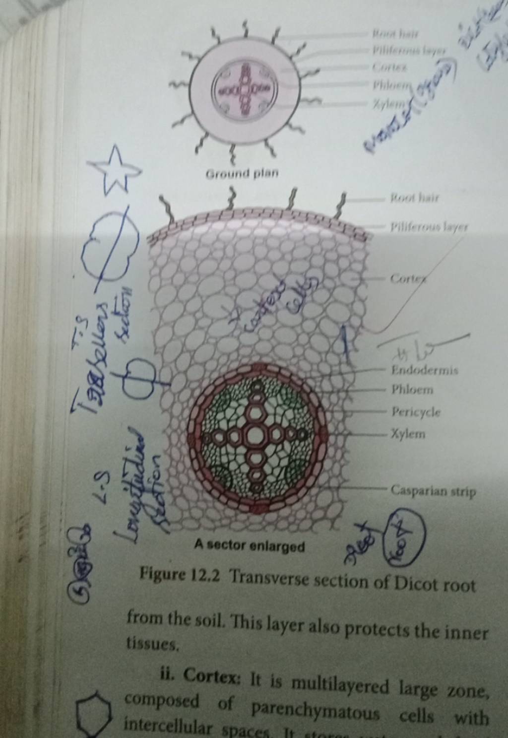 Figure 12.2 Transverse section of Dicot root from the soil. This layer al..