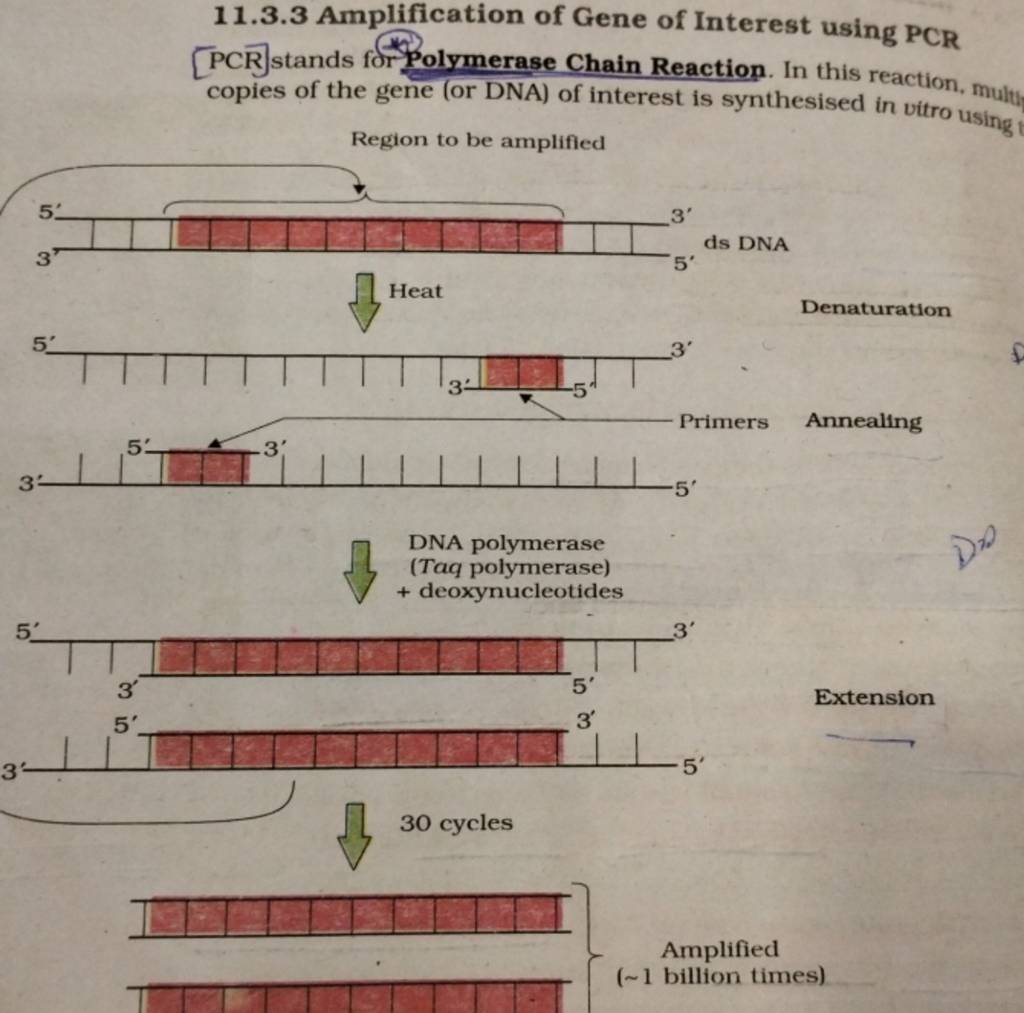 11.3.3 Amplification of Gene of Interest using PCR [PCR]stands for Polyme..
