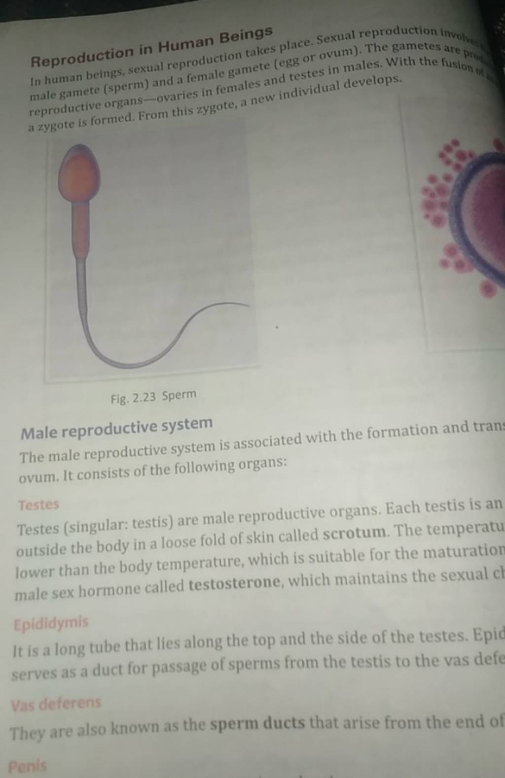 In Human Beings Sexual Reproduction Takes Place Sexual Reproduction Inv