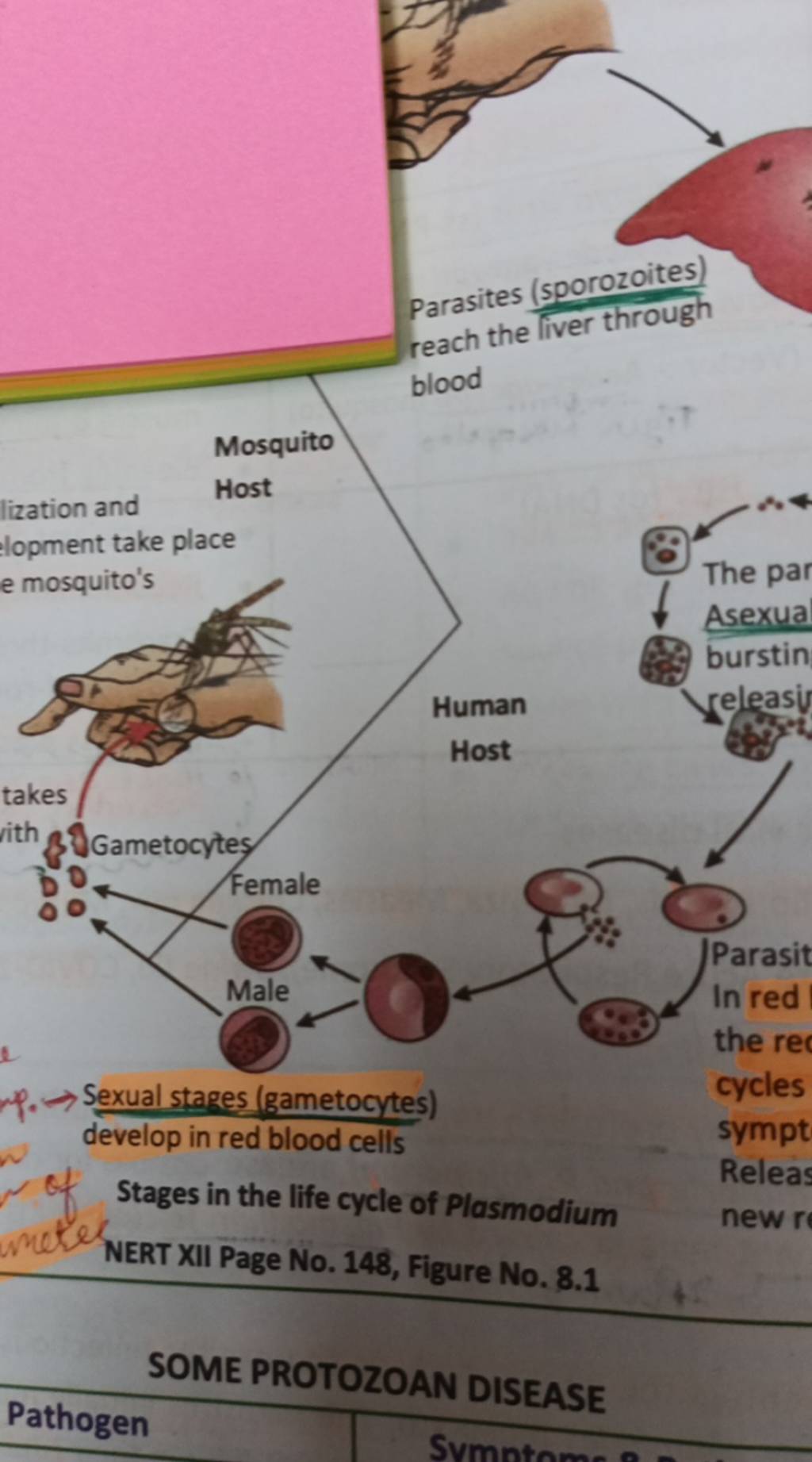 Parasites (sporozoites) reach the liver through lization and e mopment ta..