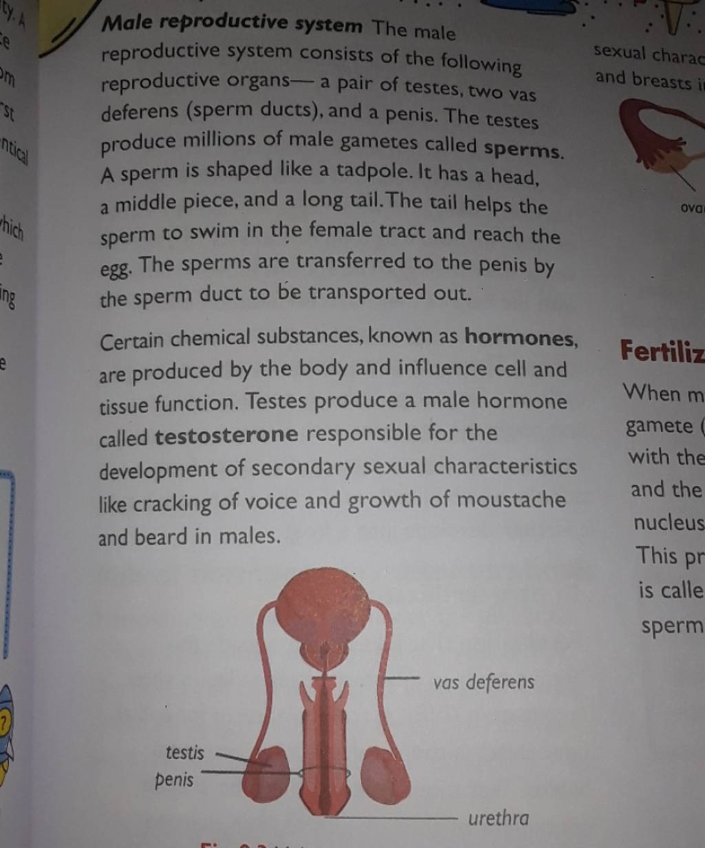 Male reproductive system The male reproductive system consists of the fol..