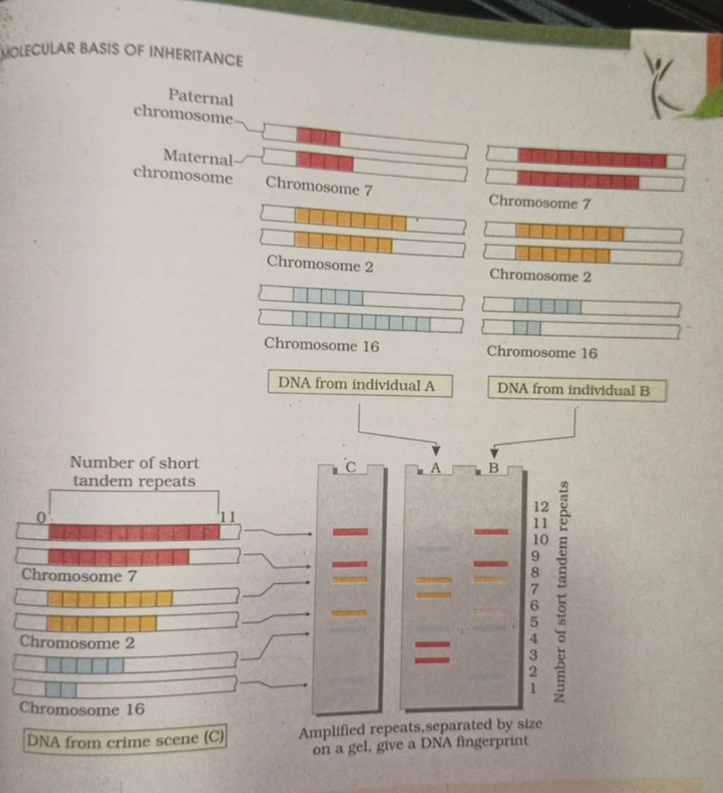NOLECULAR BASIS OF INHERITANCE Paternal chromosome Maternal -7 Chromosome..