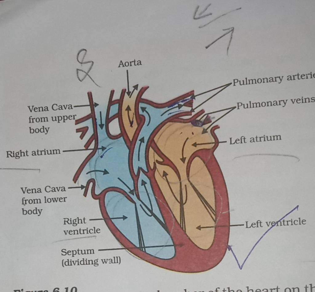 Vena Cava- from upper body Right atrium 2 Vena Cava from lower body Right..