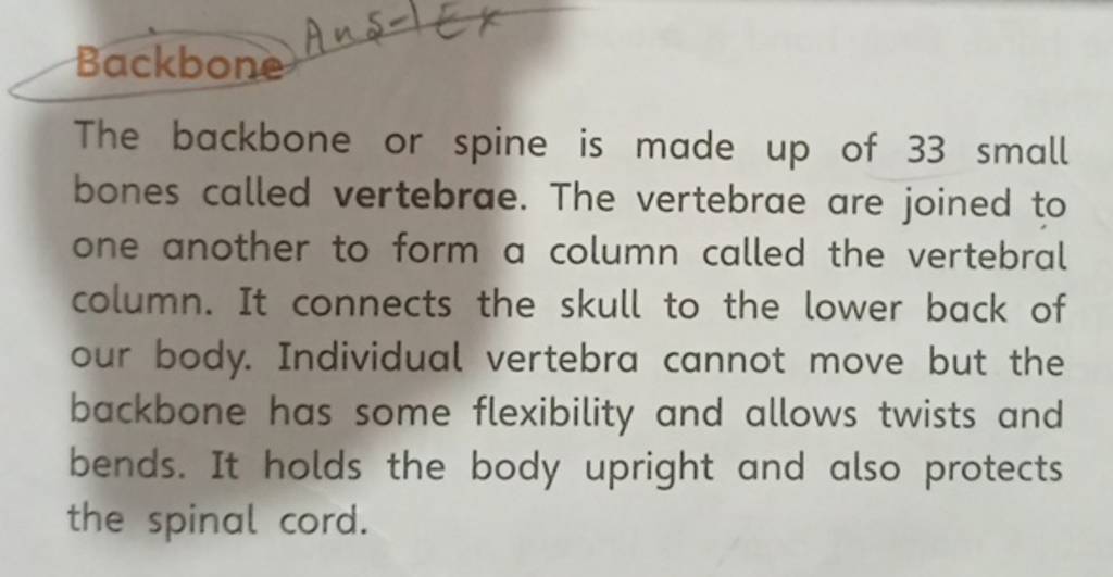 The backbone or spine is made up of 33 small bones called vertebrae. The