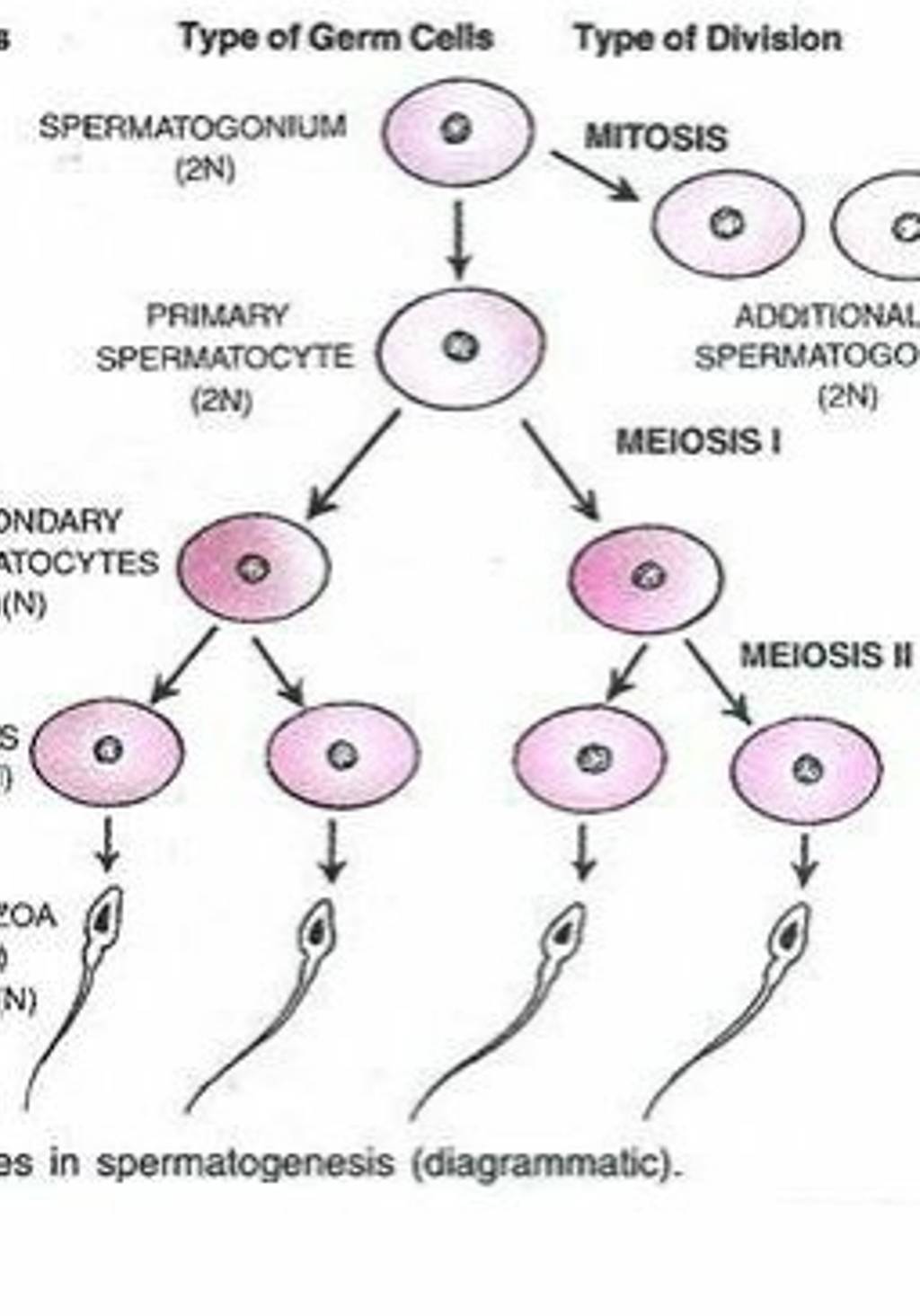 Type of Germ Cells Type of Division SPERMATOGONIUM MITOSIS (2N) PPIMAARY