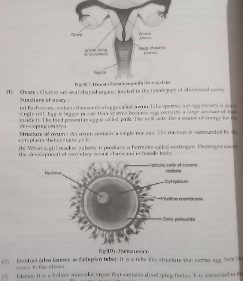Fig(4C): Human Female reproductive system (1) Ovary : Ovaries are oval sh..