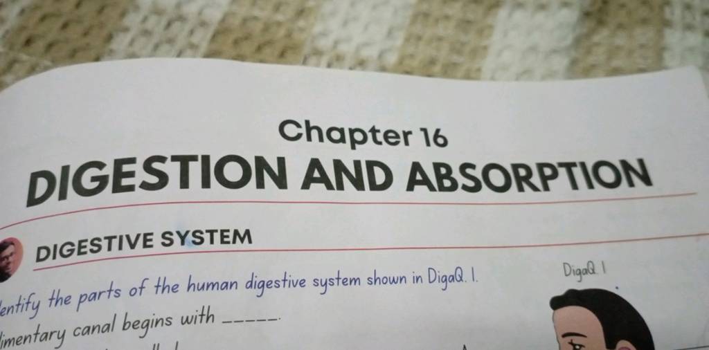 Chapter 16 DIGESTION AND ABSORPTION DIGESTIVE SYSTEM entify the parts of