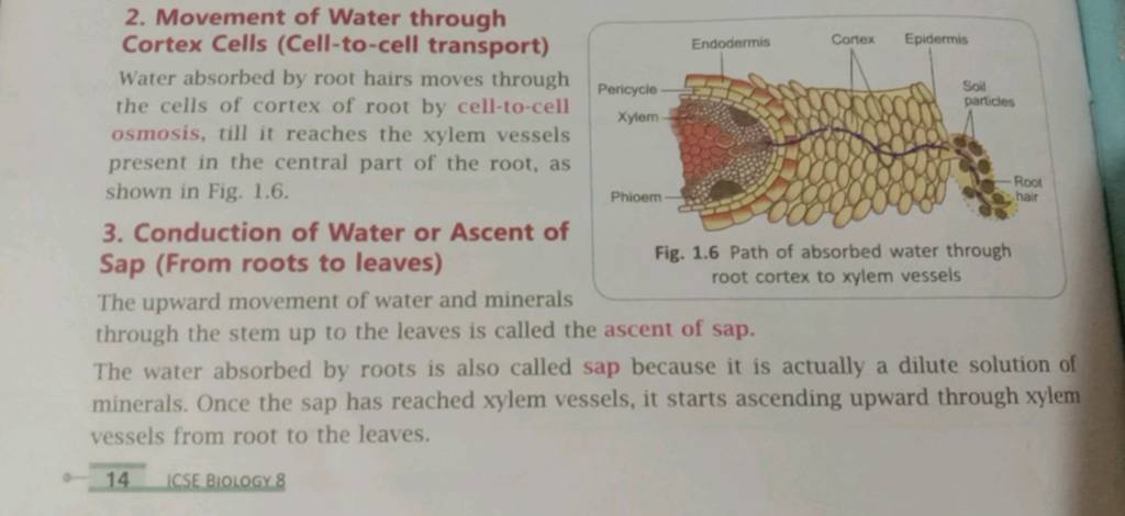 2. Movement of Water through Cortex Cells (Cell-to-cell transport) Water