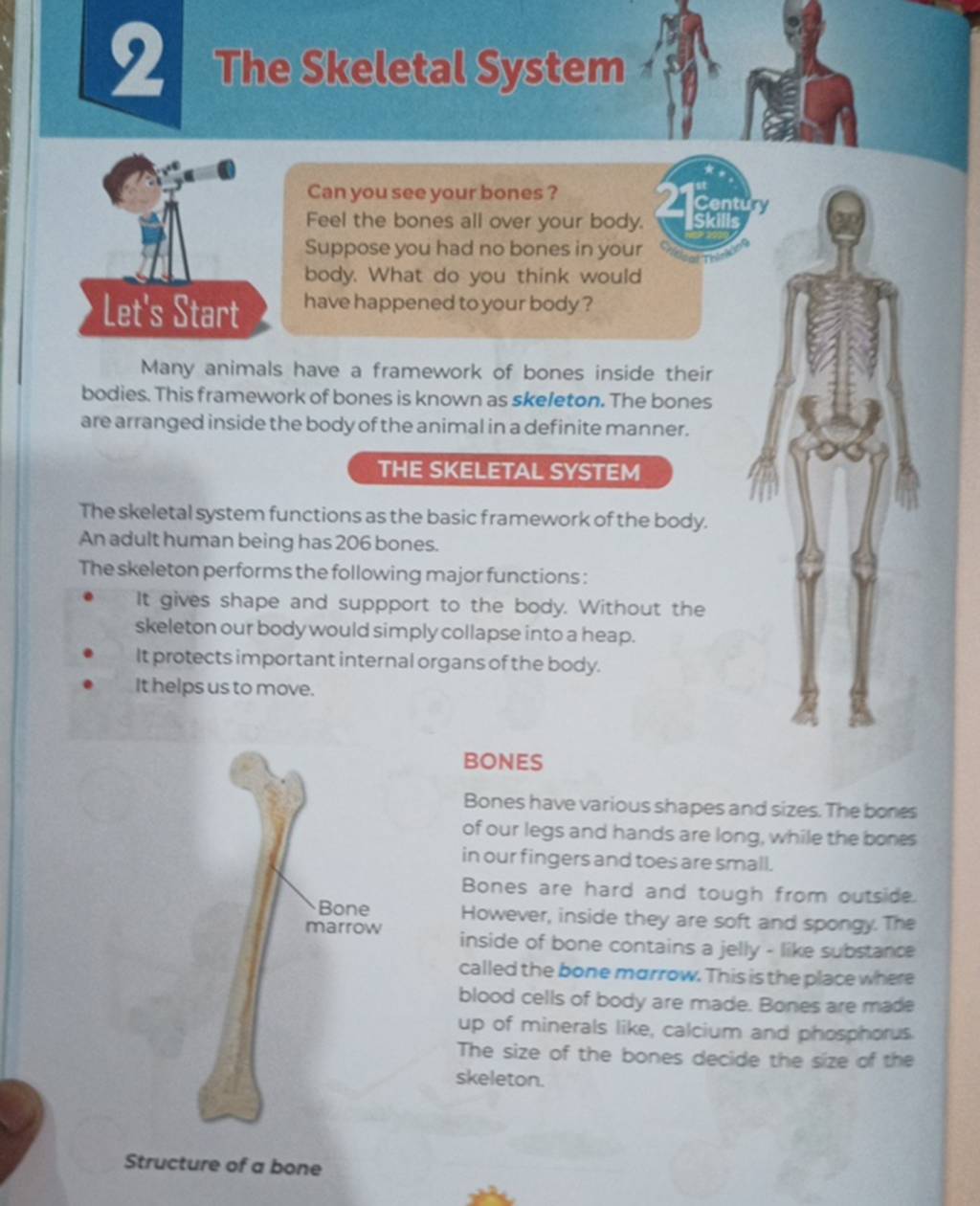 The Skeletal System Can you see your bones ? Feel the bones all over your..