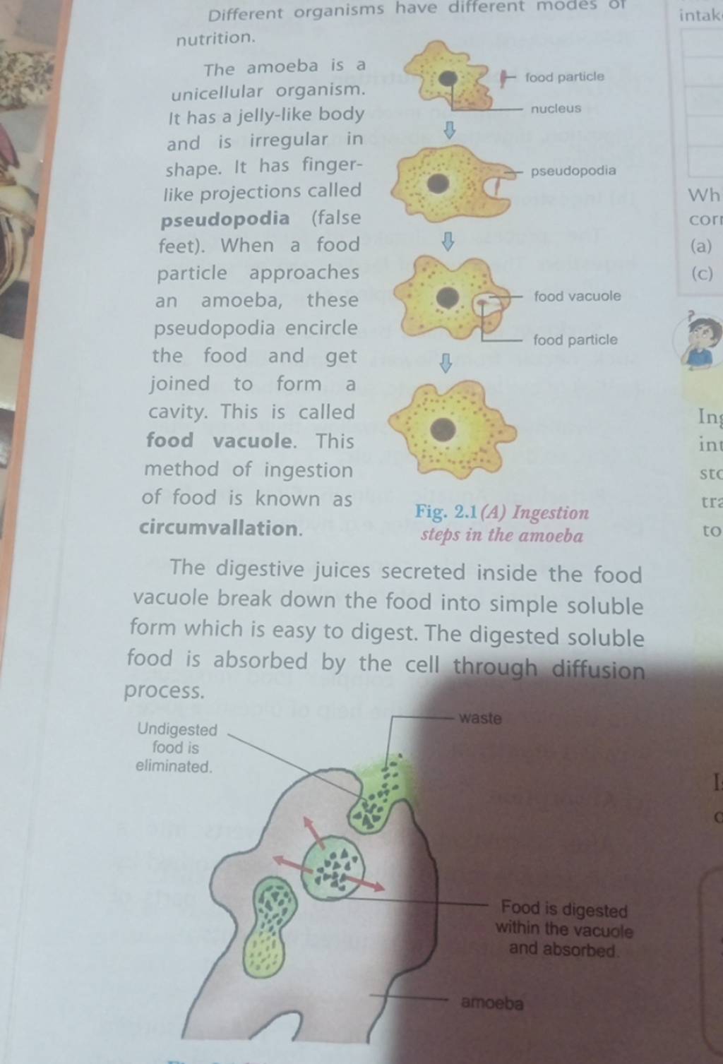 Different organisms have different modes of nutrition. The amoeba is a un..