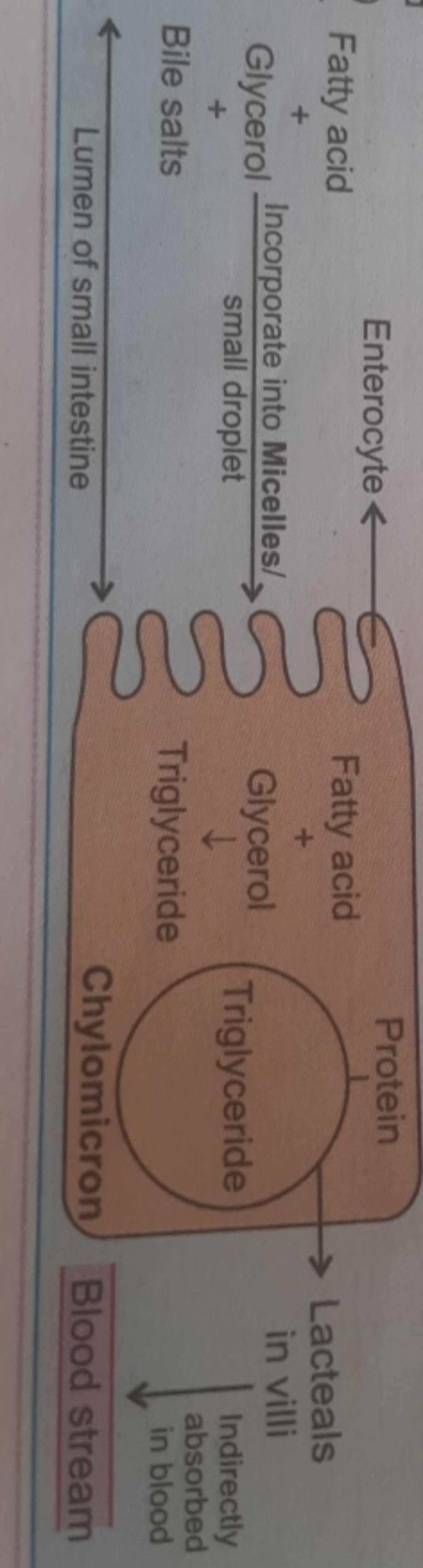 Fatty acid + Glycerol + Bile salts Enterocyte