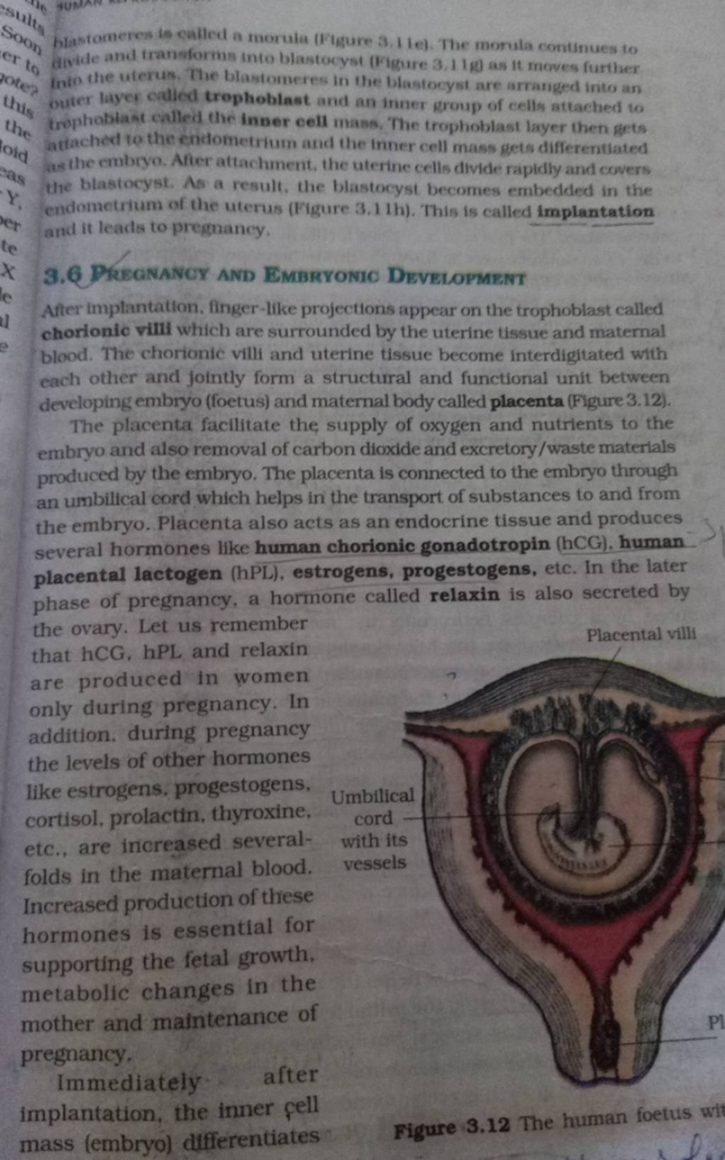 blustomeres is cailed a morula (Figure 3.11e). The morula continues to di..