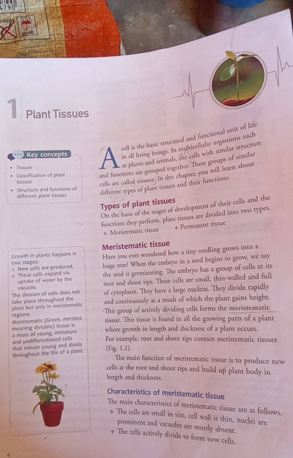 Plant Tissues Key concepts Aut... - Structure and functions of different