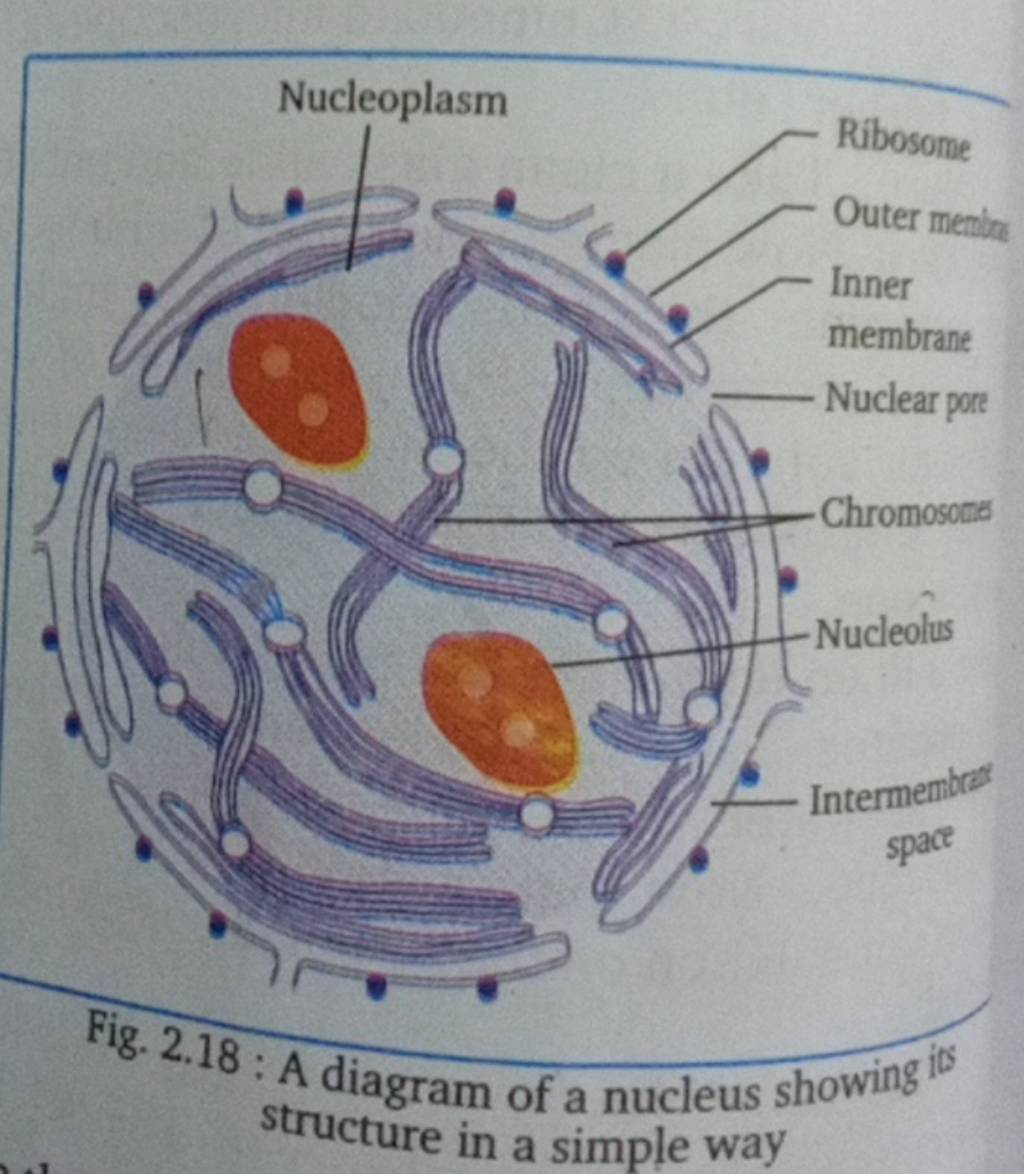 Nucleoplasm Ribosome Outer memb Inner membrane Nuclear pore Chromosomes