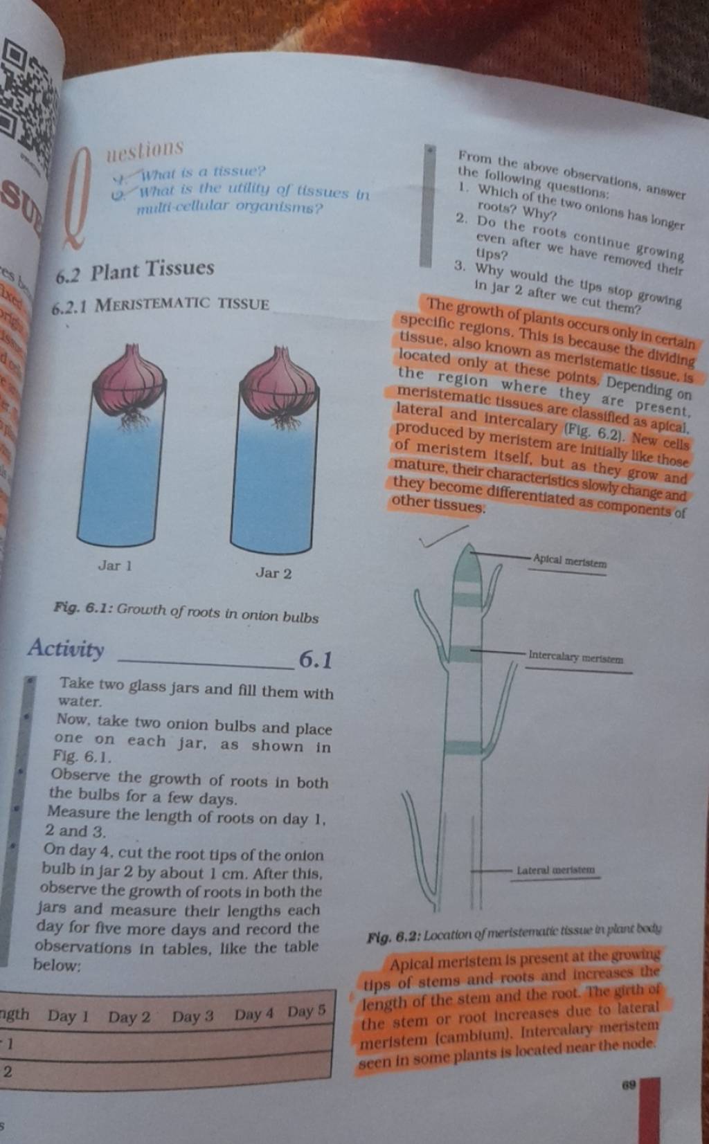 lleslioms-4-what-is-a-tissue-0-what-is-the-utility-of-tissues-in-multi