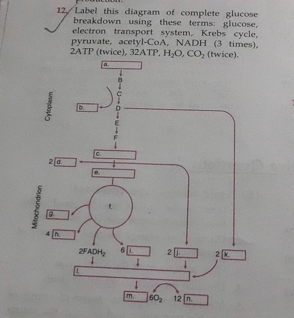 12. Label this diagram of complete glucose breakdown using these terms: g..