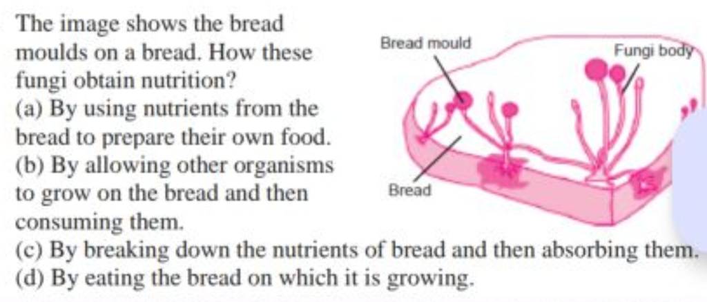 The image shows the bread moulds on a bread. How these fungi obtain nutri..
