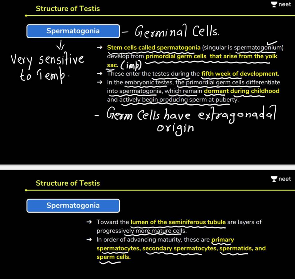 Structure of Testis Spermatogonia - Germinal Cells. Structure of Testis n..