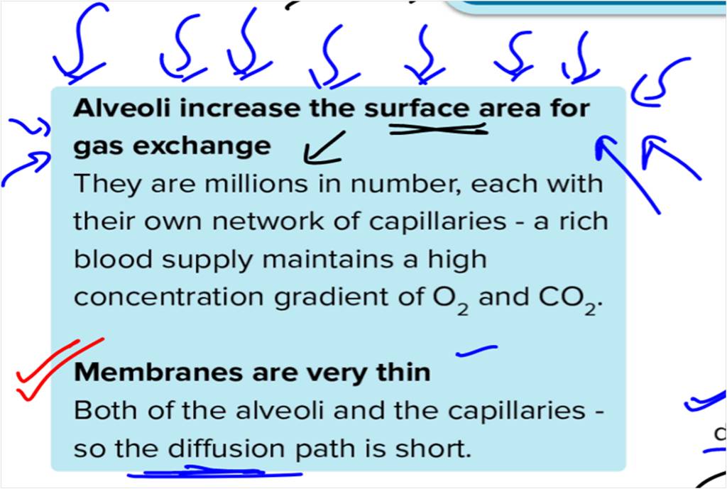 I S S, \& SI ひ) Alveoli increase the surface area for gas exchange They a..